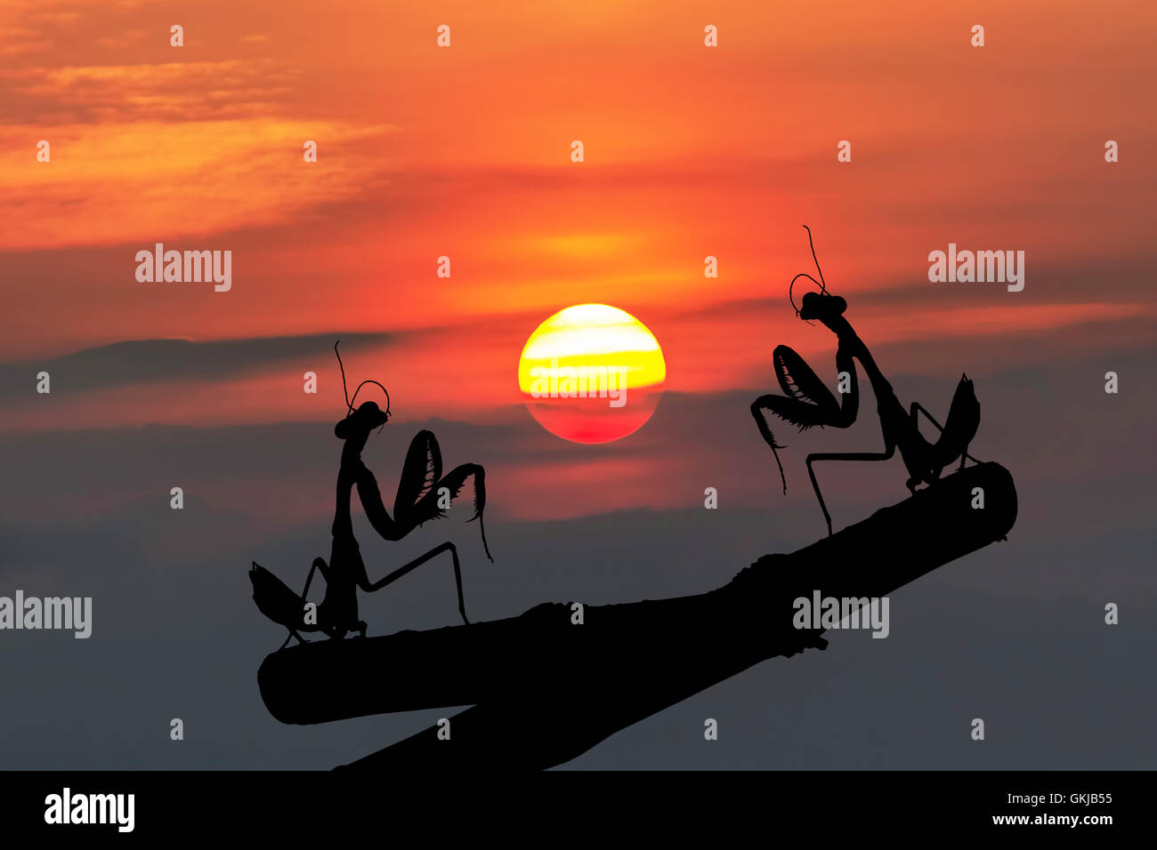 Sun mantis hi-res stock photography and images - Alamy