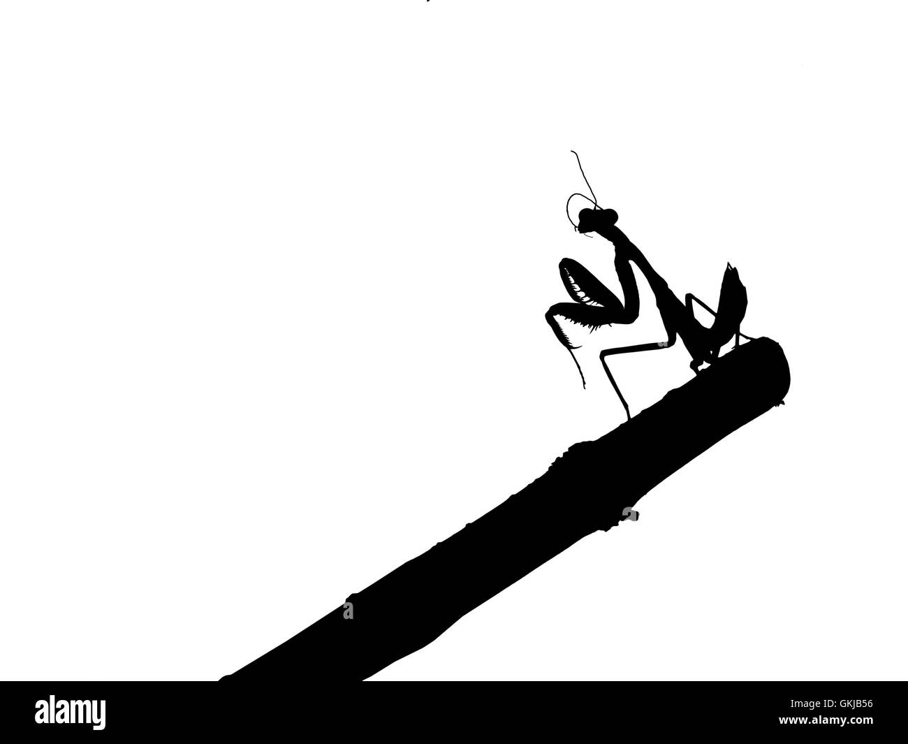 Locust isolated white background Stock Photo - Alamy