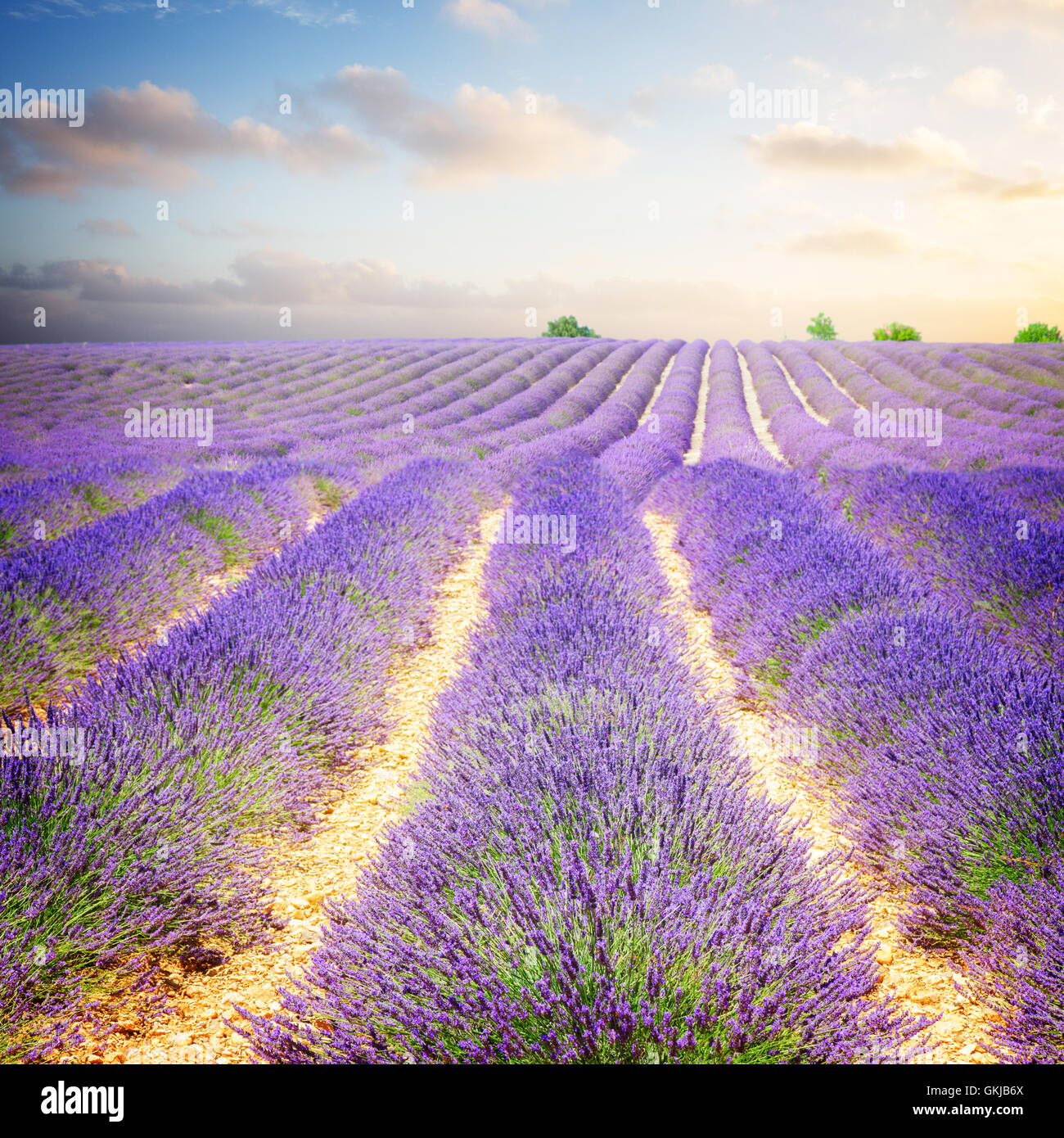 Lavender field at morning Stock Photo - Alamy