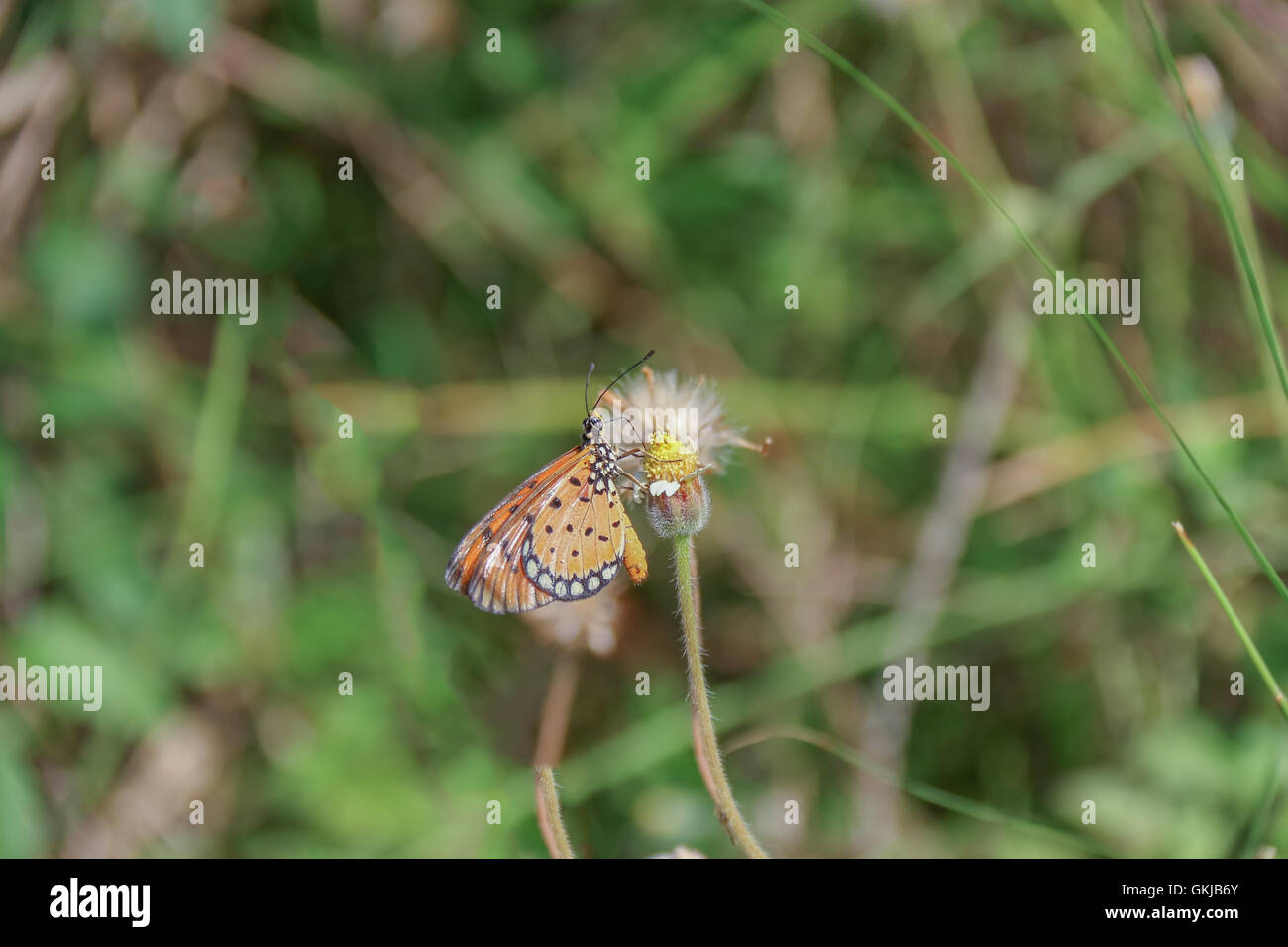 Breeding butterflies hi-res stock photography and images - Alamy