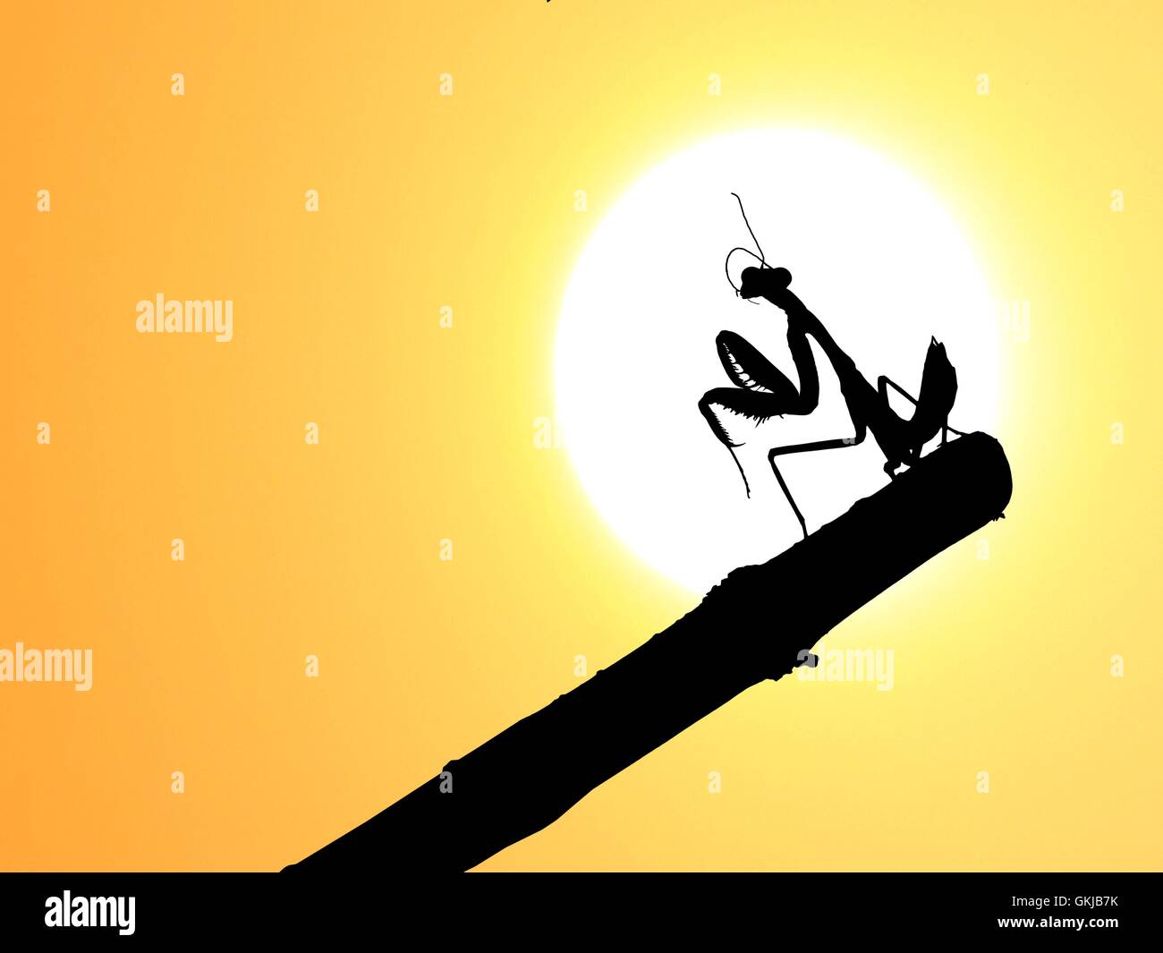 Sun mantis hi-res stock photography and images - Alamy