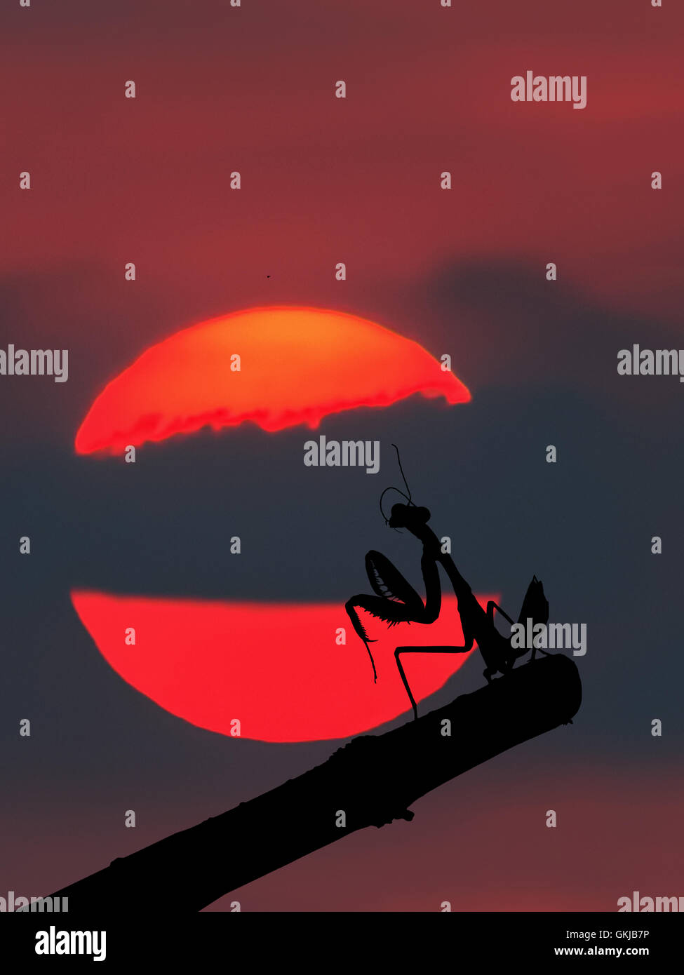 Mantis shadow sun Stock Photo - Alamy