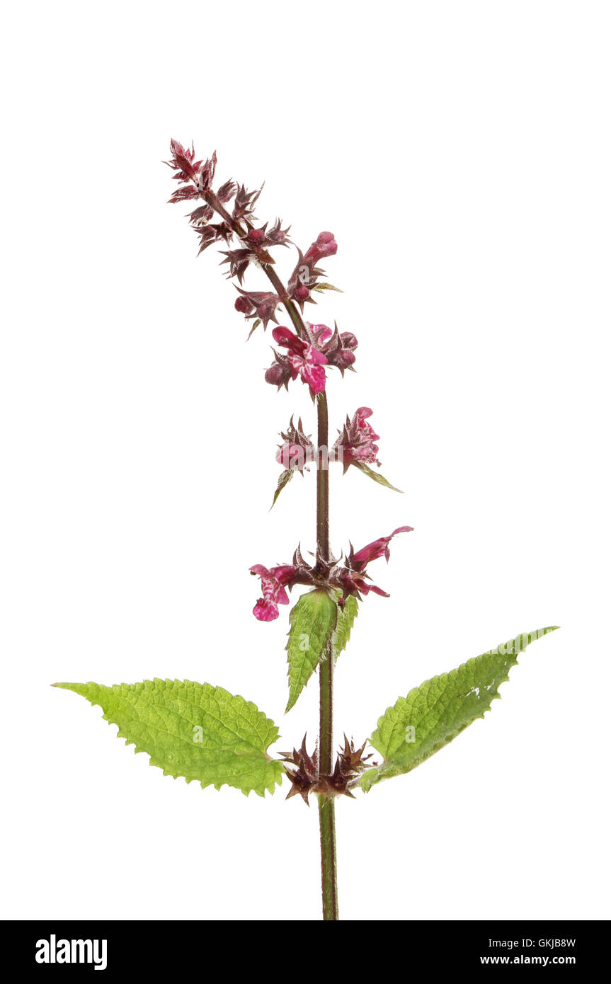 Stinging Nettle Flower Purple