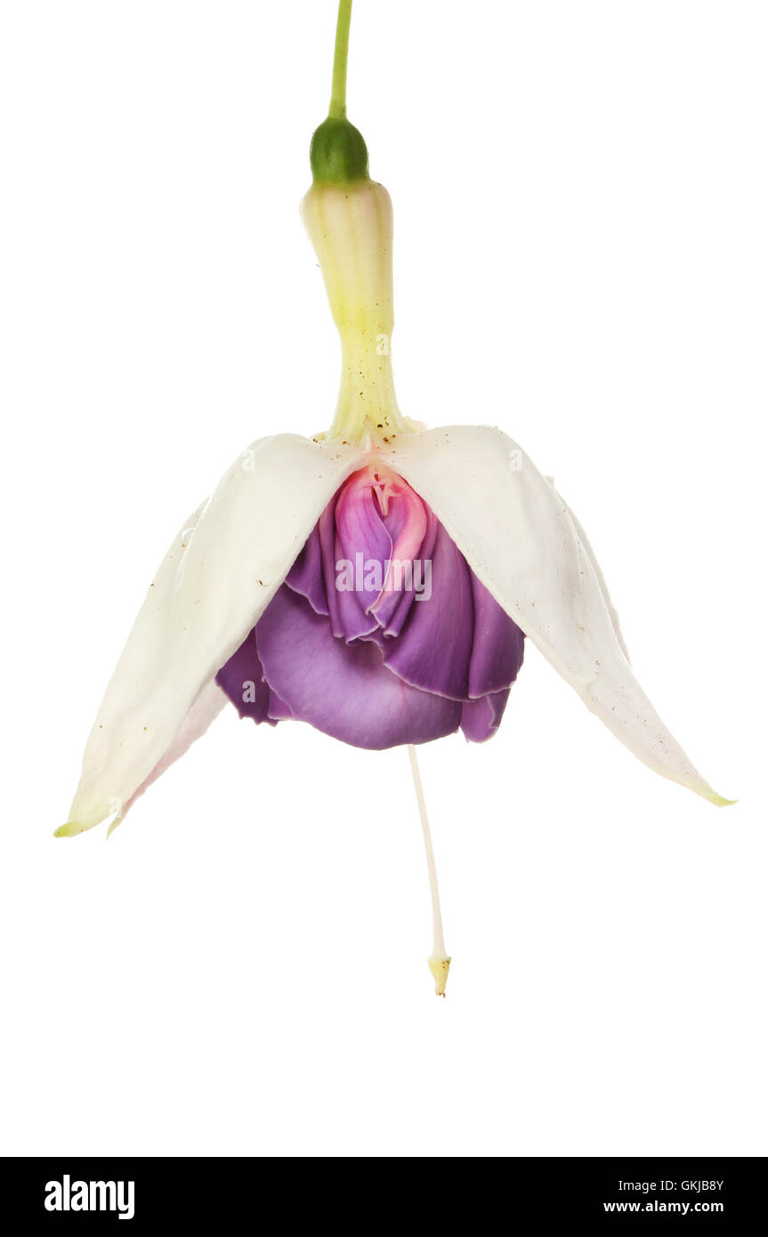 Fuscia hi-res stock photography and images - Alamy