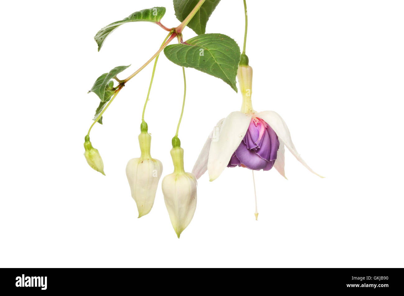 Fuscia Stock Photos & Fuscia Stock Images - Alamy