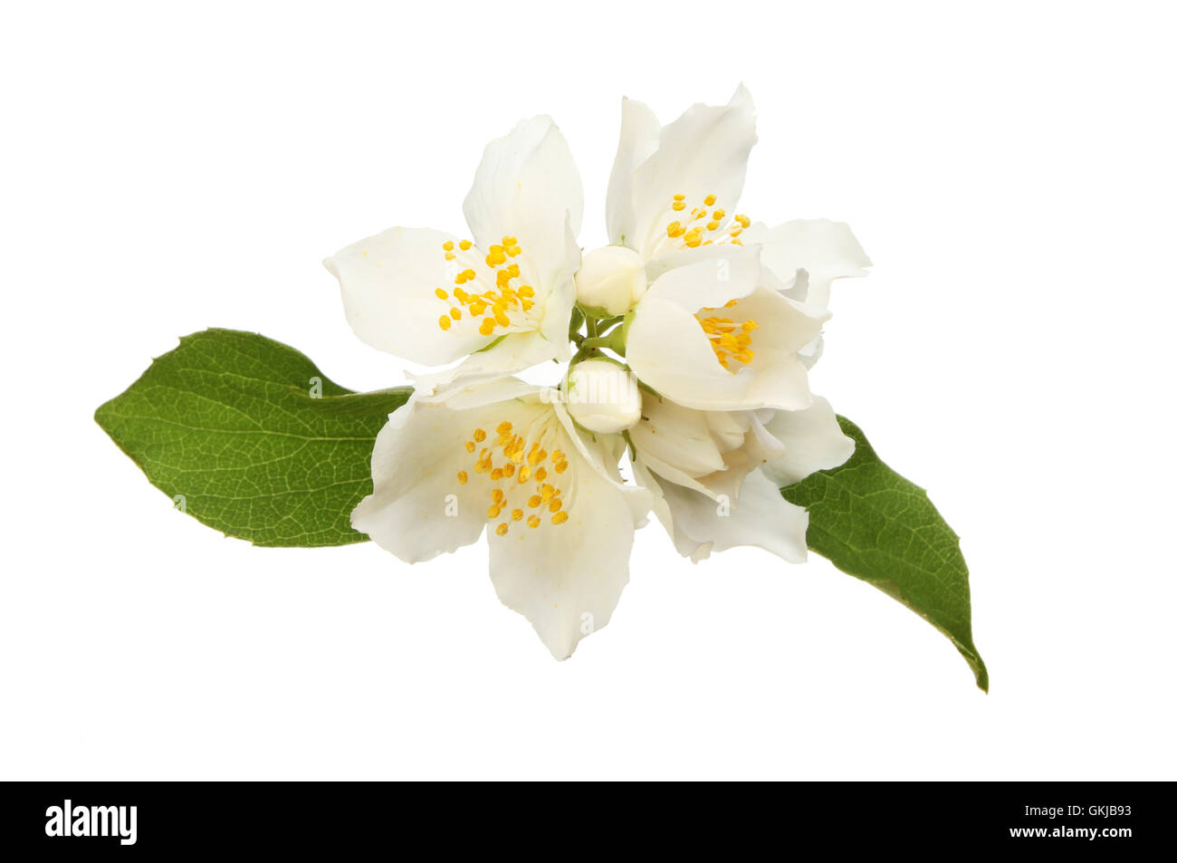 Mock orange philadelphus hi-res stock photography and images - Alamy