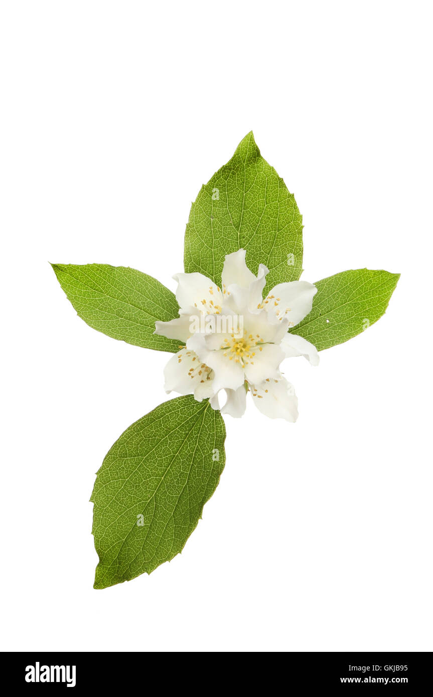 Mock orange philadelphus hi-res stock photography and images - Alamy