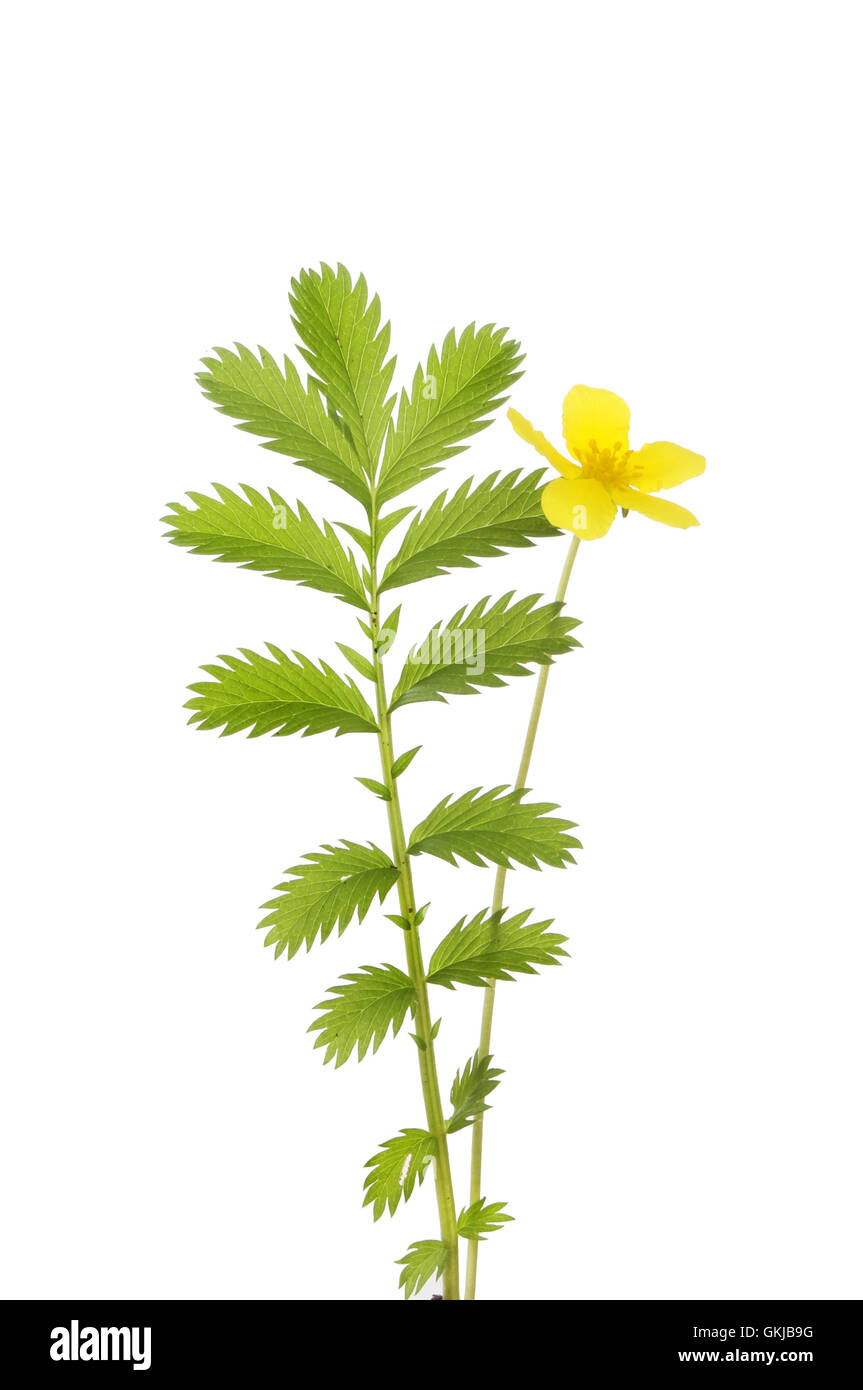 Silverweed hi-res stock photography and images - Alamy