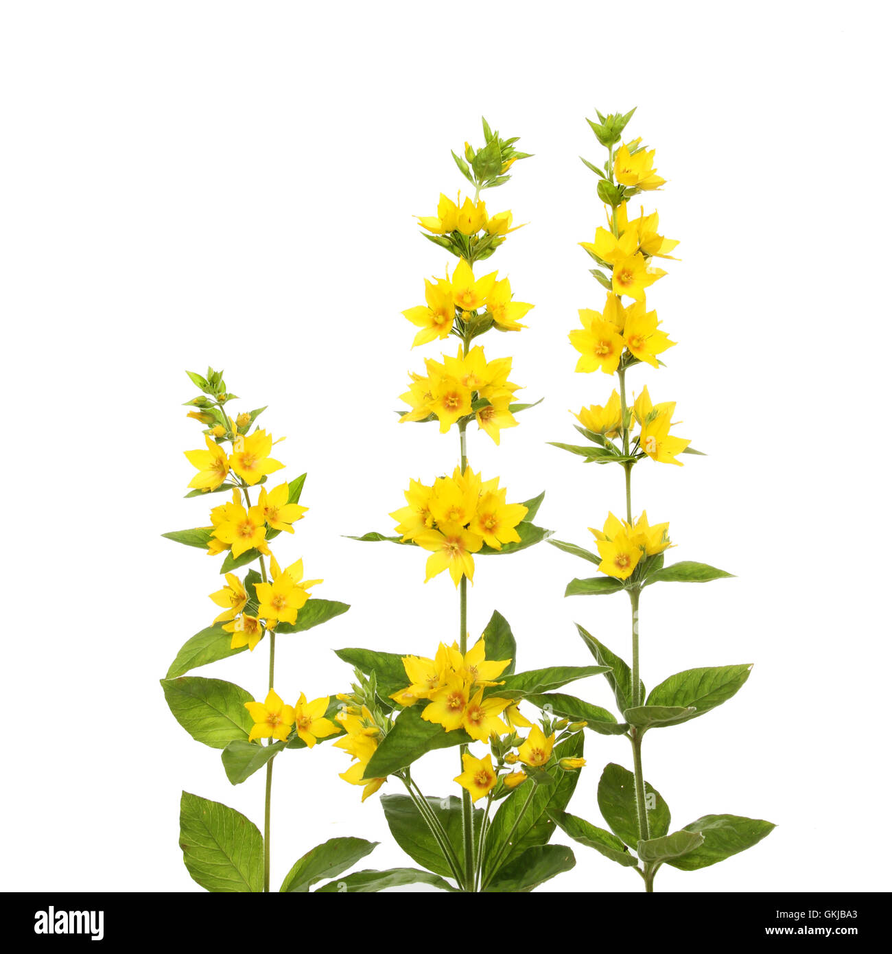 Yellow loosestrife hi-res stock photography and images - Alamy