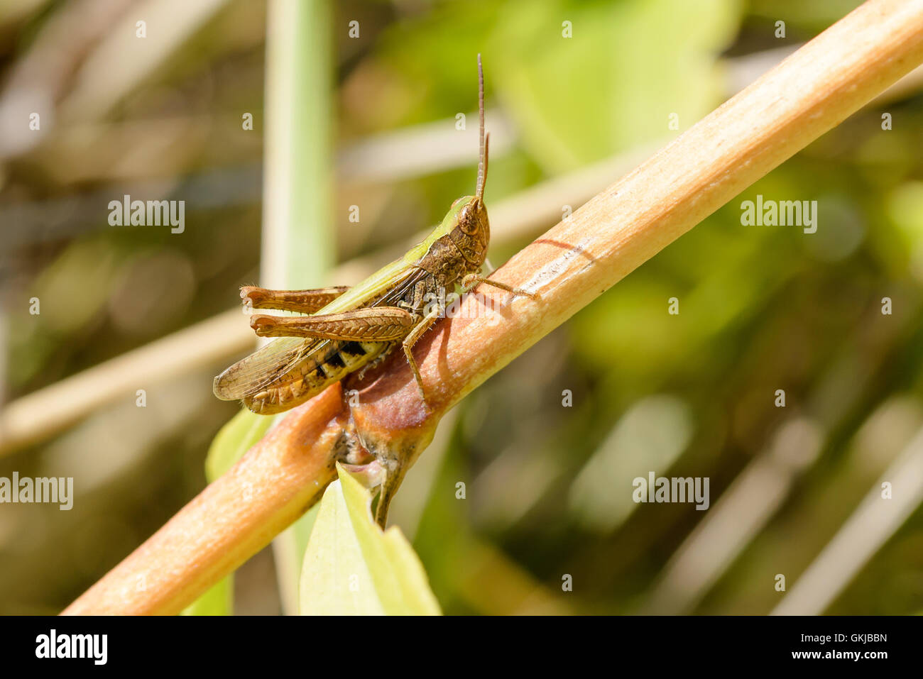 Green cricket insect hi-res stock photography and images - Alamy
