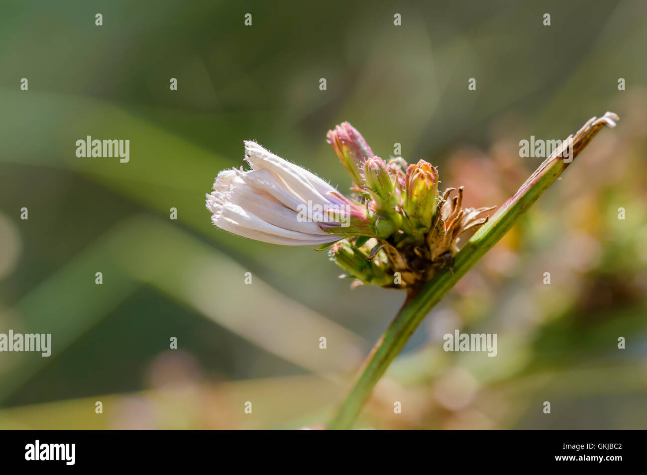 Intybu hi-res stock photography and images - Alamy