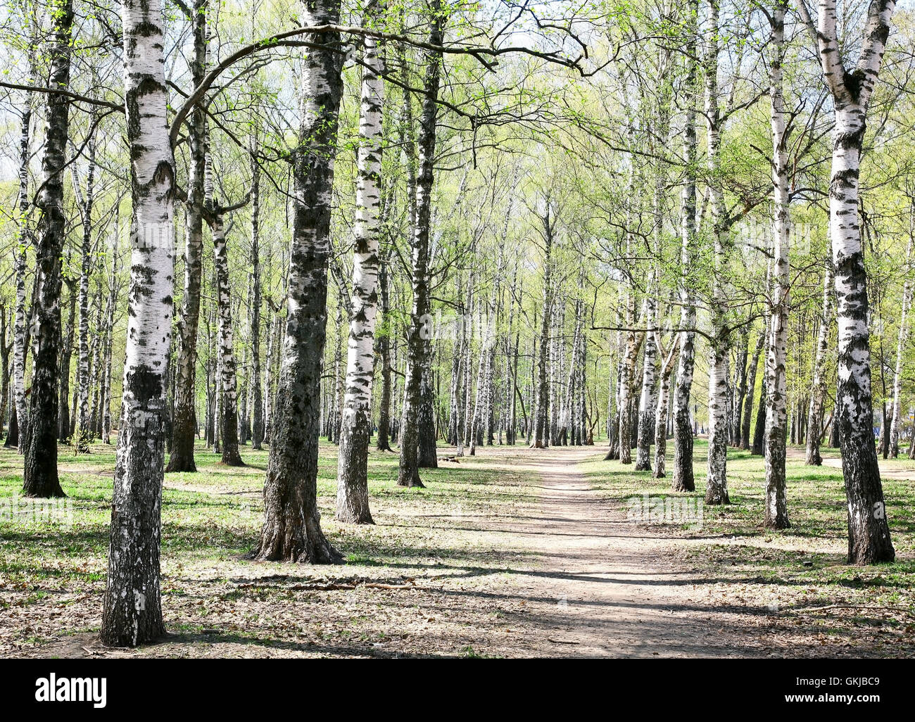 Slender birch trees hi-res stock photography and images - Alamy