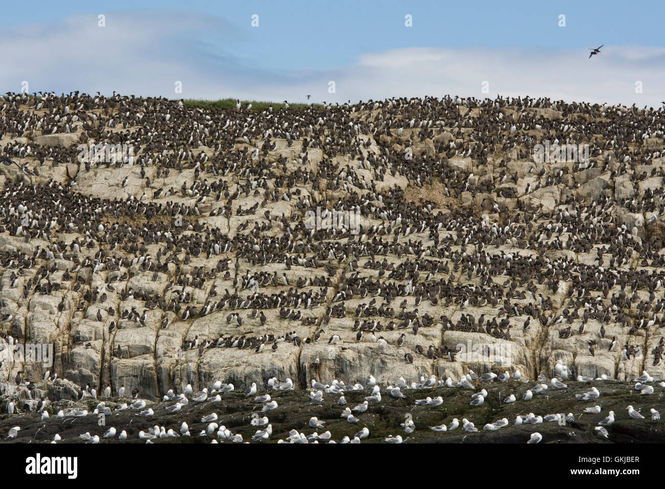 Hundreds of birds, Guillemots and Kittiwake, at coastal nesting colony ...