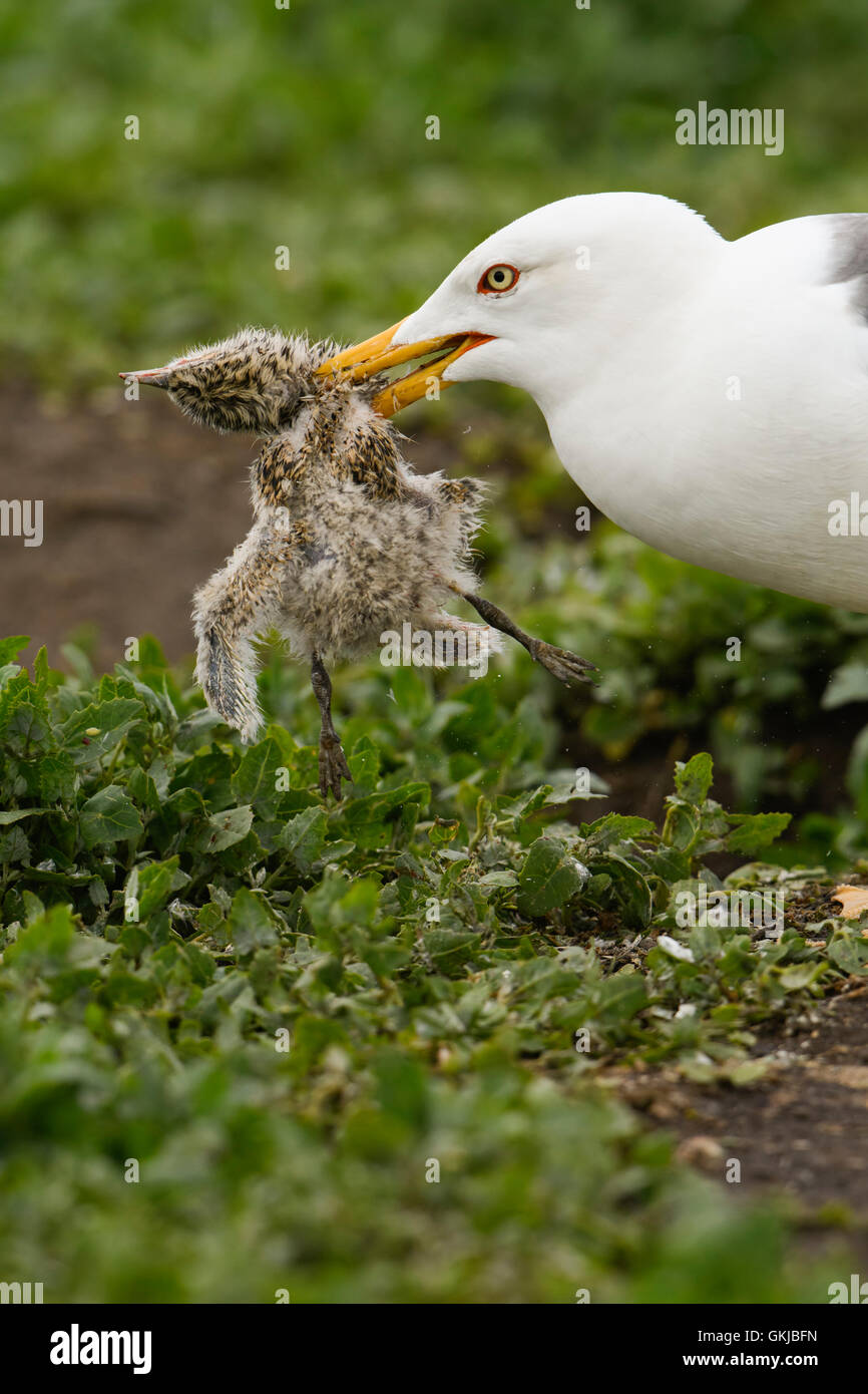 Gull eating chick hi-res stock photography and images - Alamy