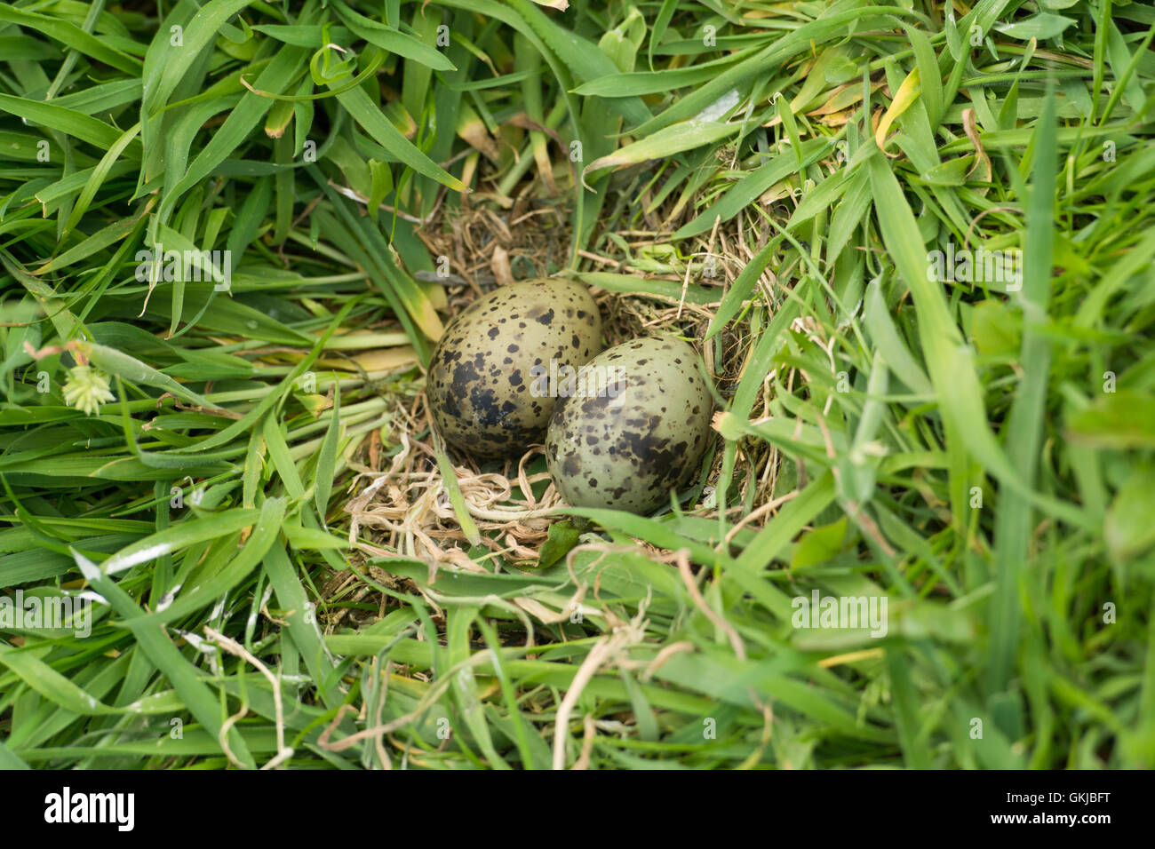 An Arctic Tern (Sternus paradisaea) nest with two eggs sitting among ...