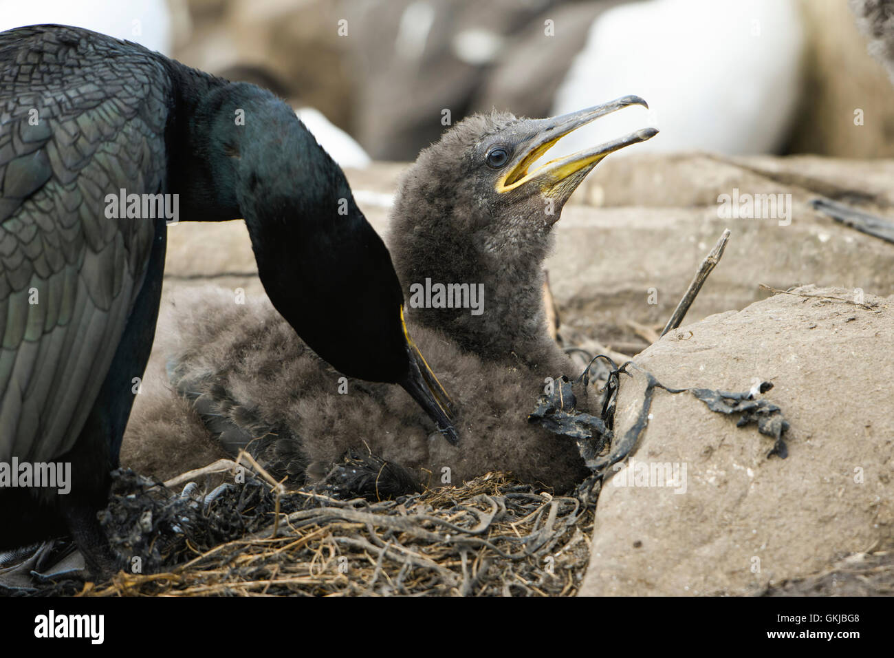 European Shag (Phalacrocorax aristotelis) adult preening young bird in ...