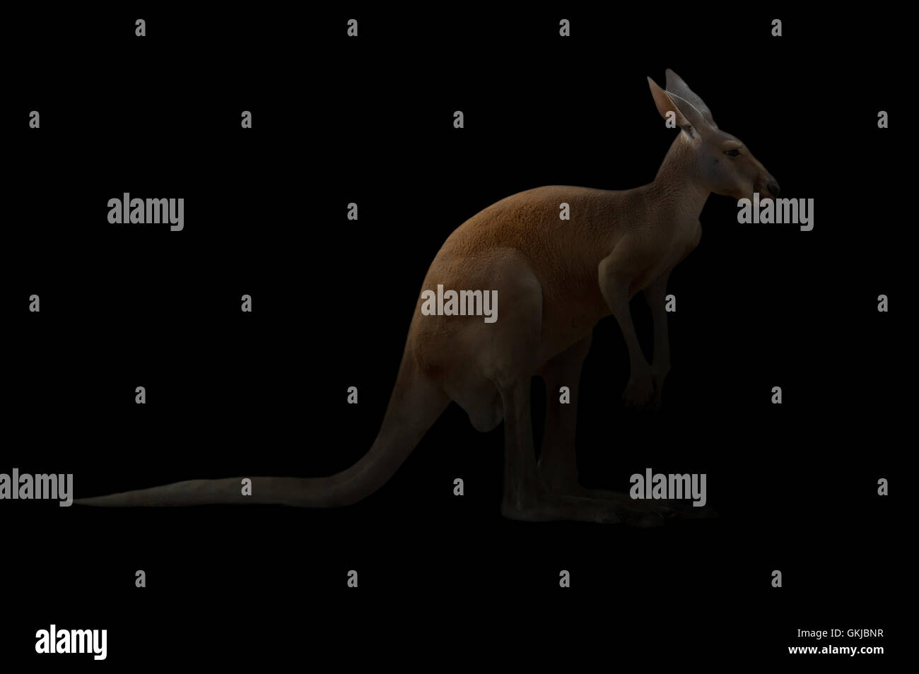 Dusk kangaroo hi-res stock photography and images - Alamy