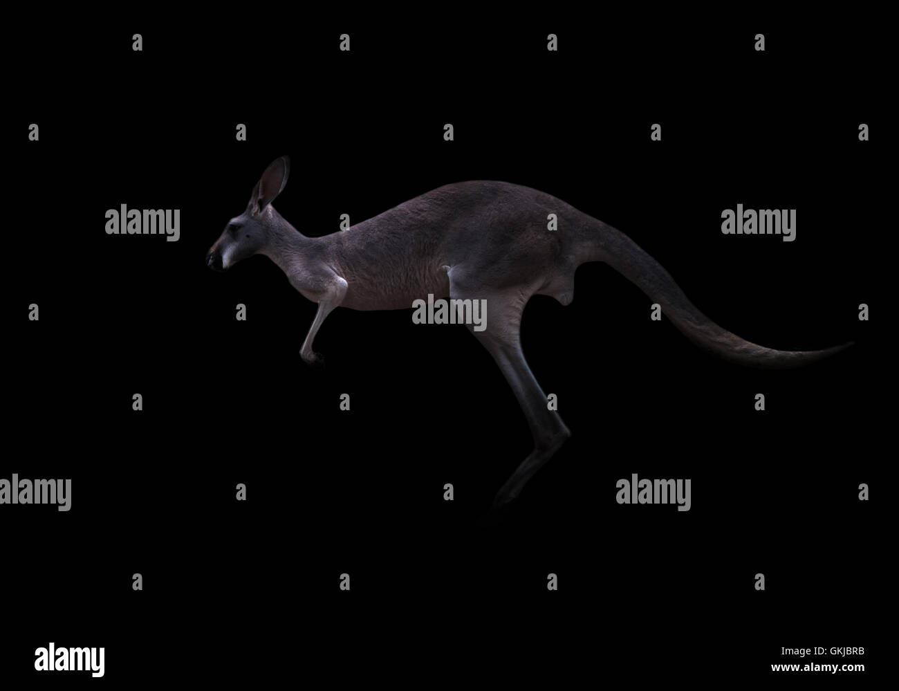 kangaroo jumping in the dark with spotlight Stock Photo - Alamy