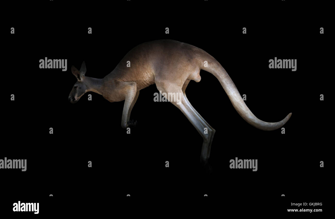 Kangaroo jumping hi-res stock photography and images - Alamy