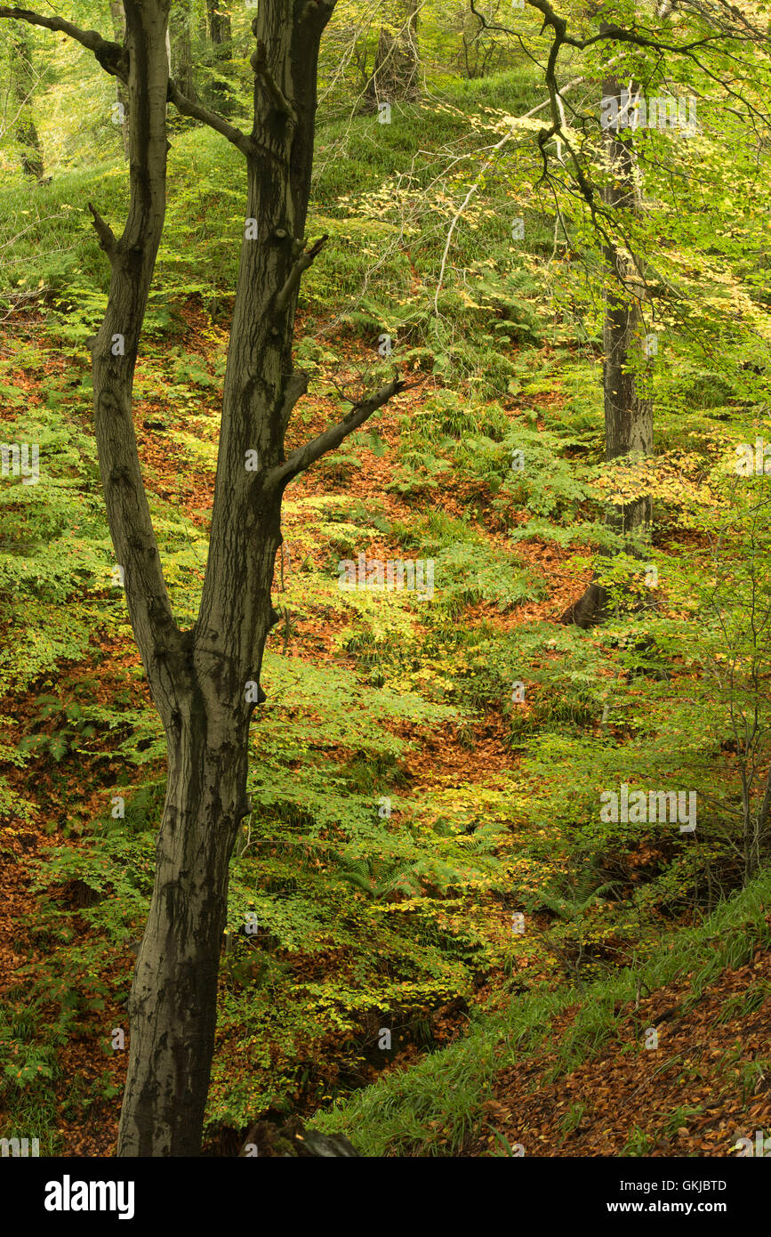 Autumn in Redburn Stock Photo - Alamy