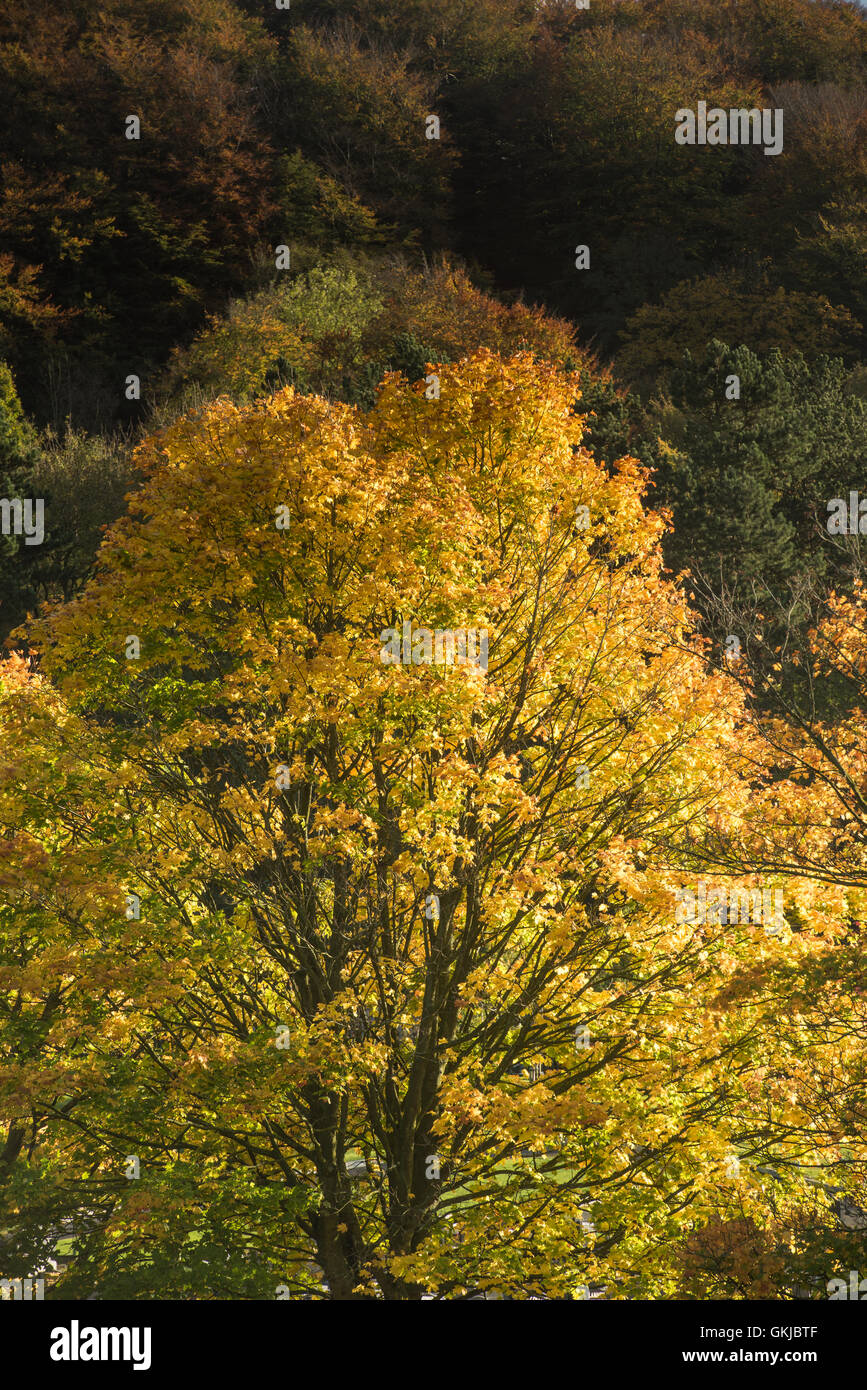 Redburn hi-res stock photography and images - Alamy