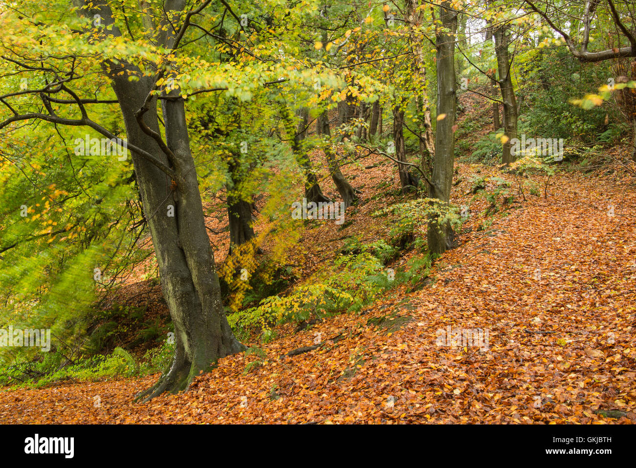Autumn in Redburn Stock Photo - Alamy