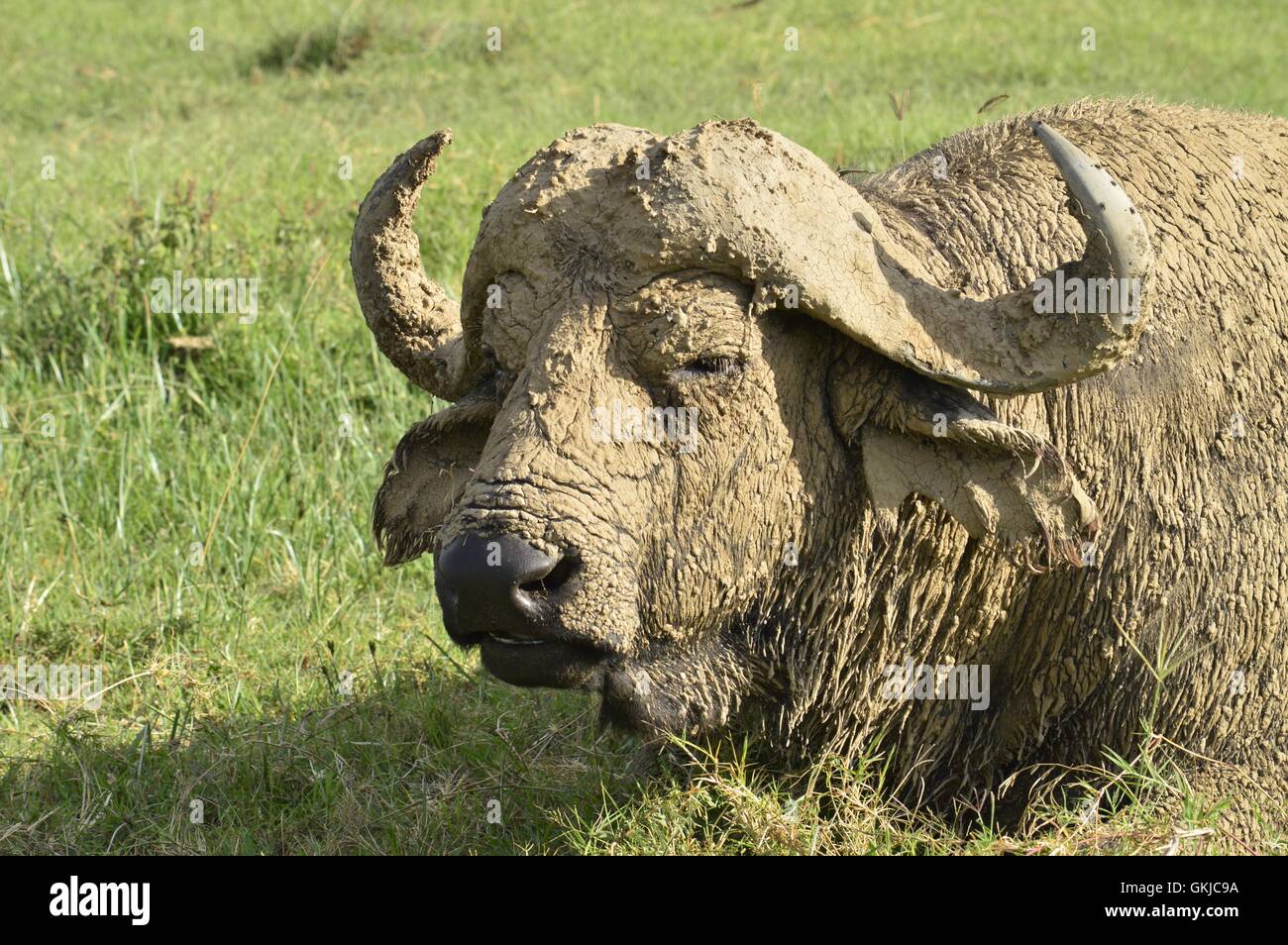 Water buffalo covered in dried mud Stock Photo - Alamy