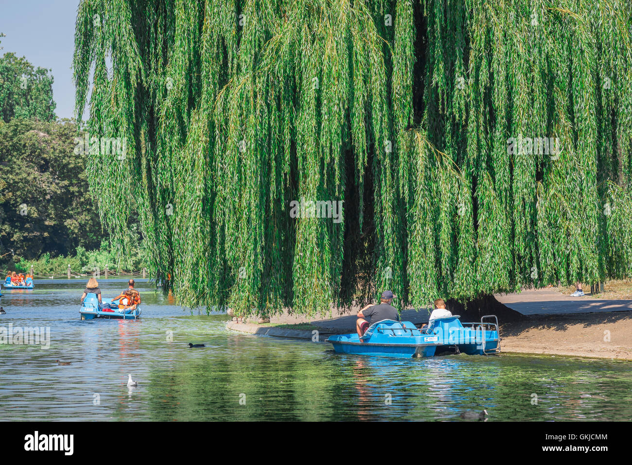 Willow tree hi-res stock photography and images - Alamy