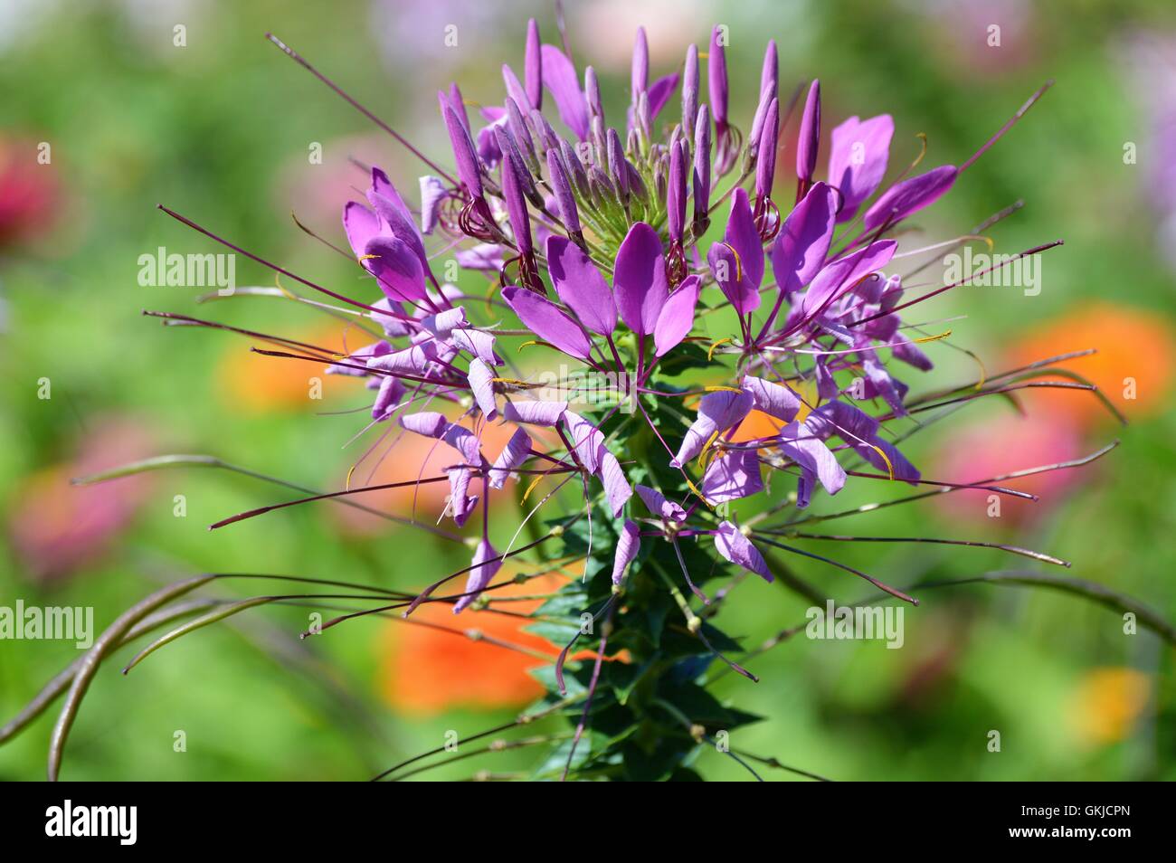 Sharp flowers hi-res stock photography and images - Alamy