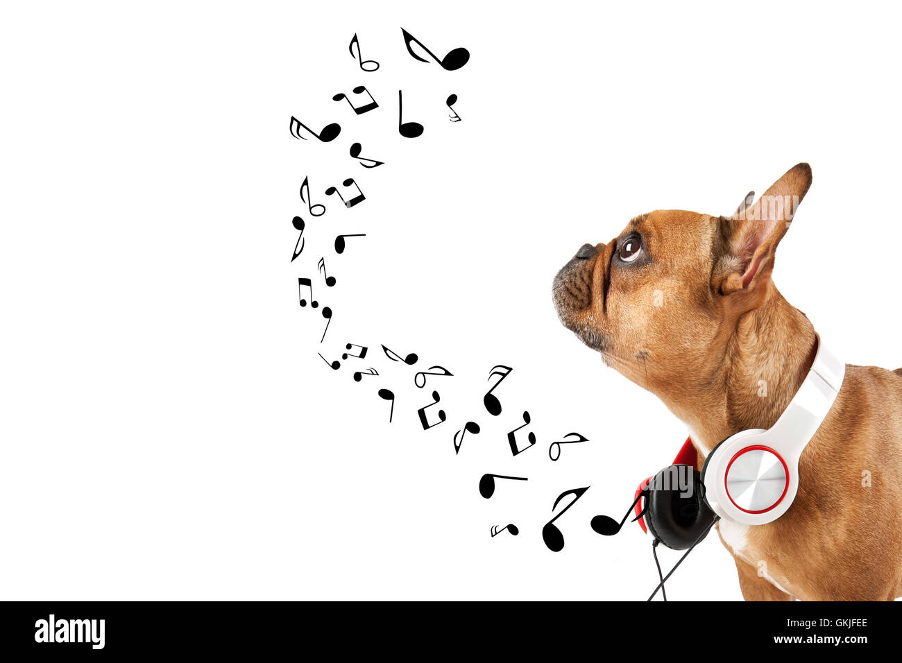 Bulldog listens hi-res stock photography and images - Alamy