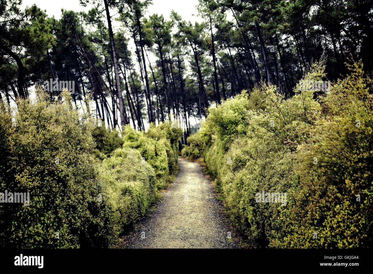 Walking track path hi-res stock photography and images - Alamy