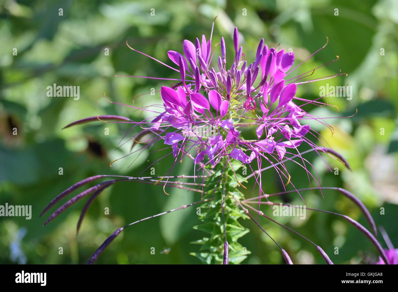 Sharp flowers hi-res stock photography and images - Alamy