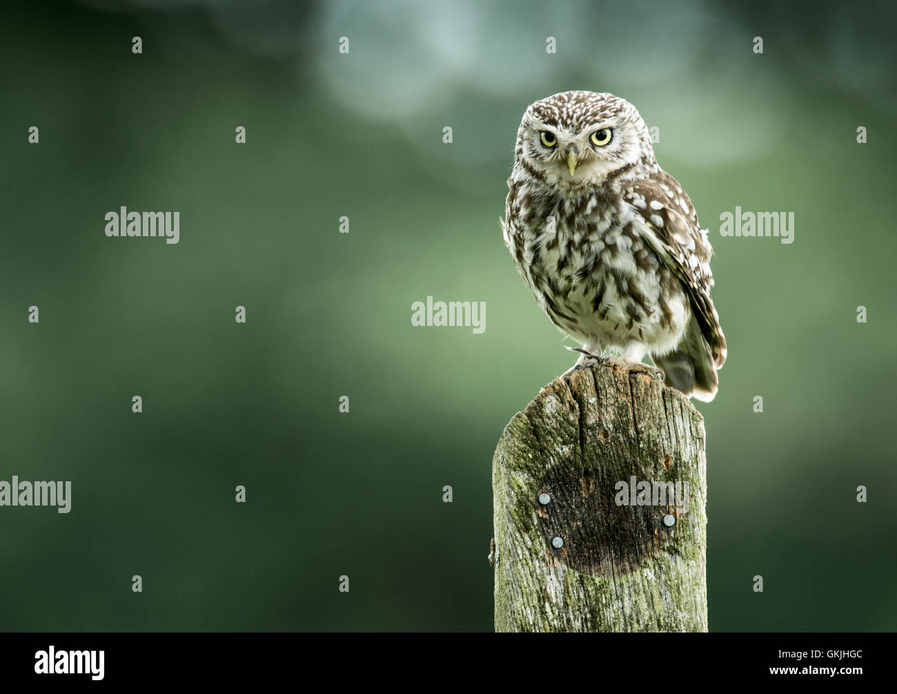 Little Owl on old wayfinding fence post Stock Photo - Alamy