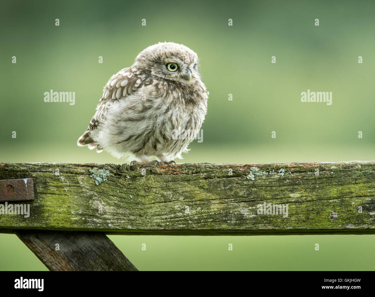 Fledgling Little Owl (Owlet) on a gate Stock Photo - Alamy