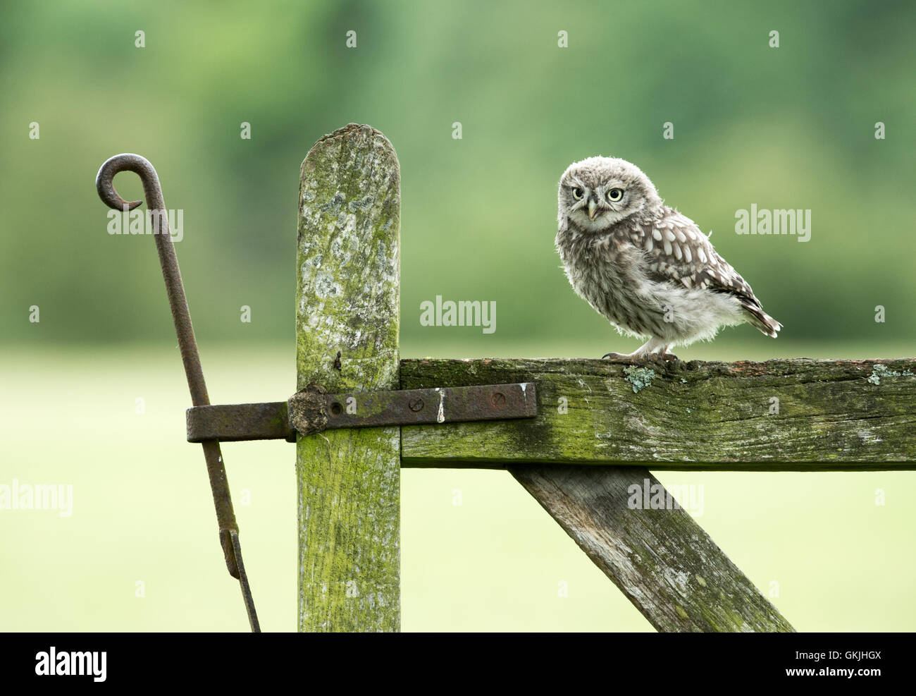 Owl Fledgling Stock Photos & Owl Fledgling Stock Images - Alamy