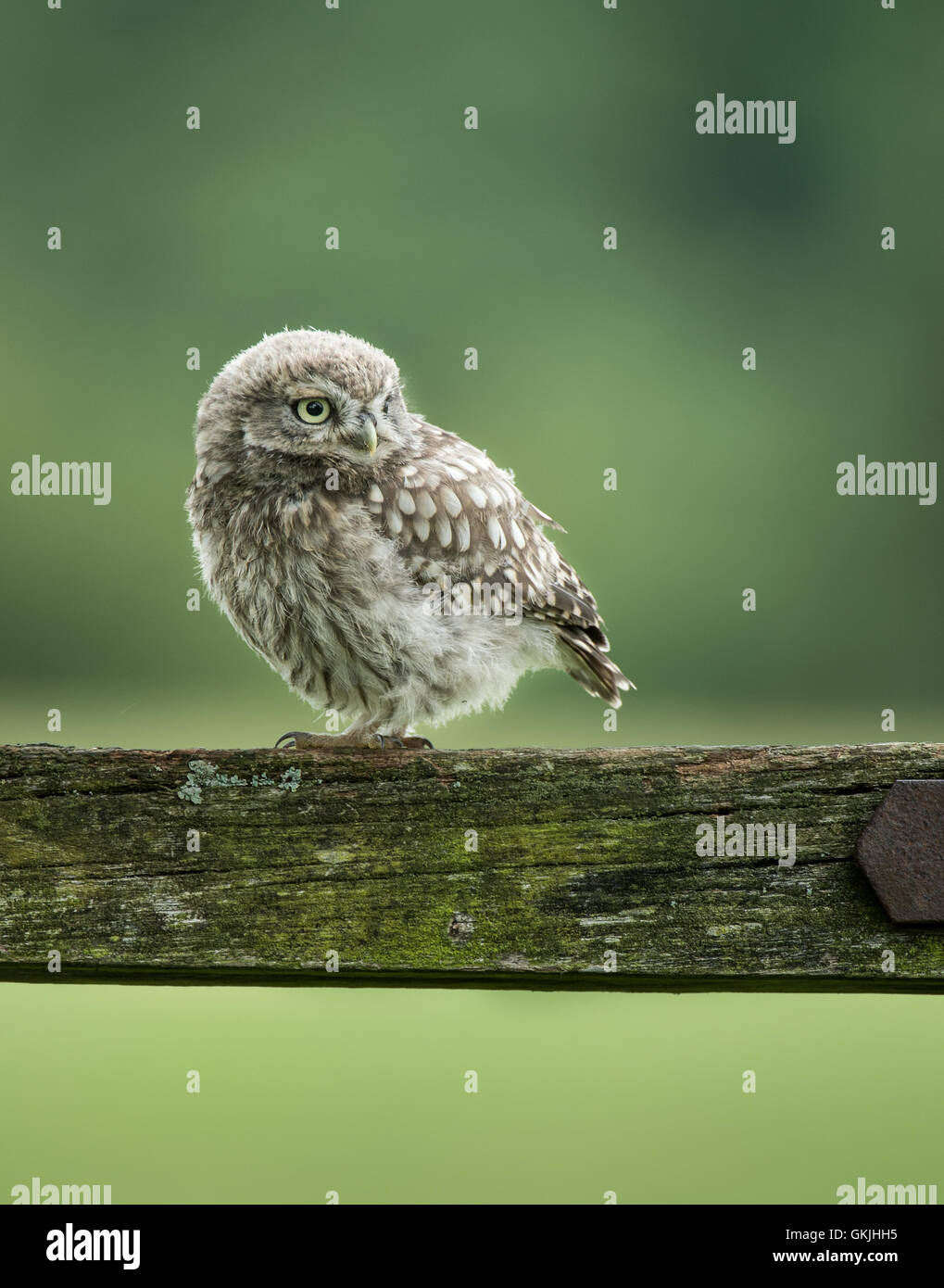 Fledgling Little Owl (Owlet) on a gate Stock Photo - Alamy