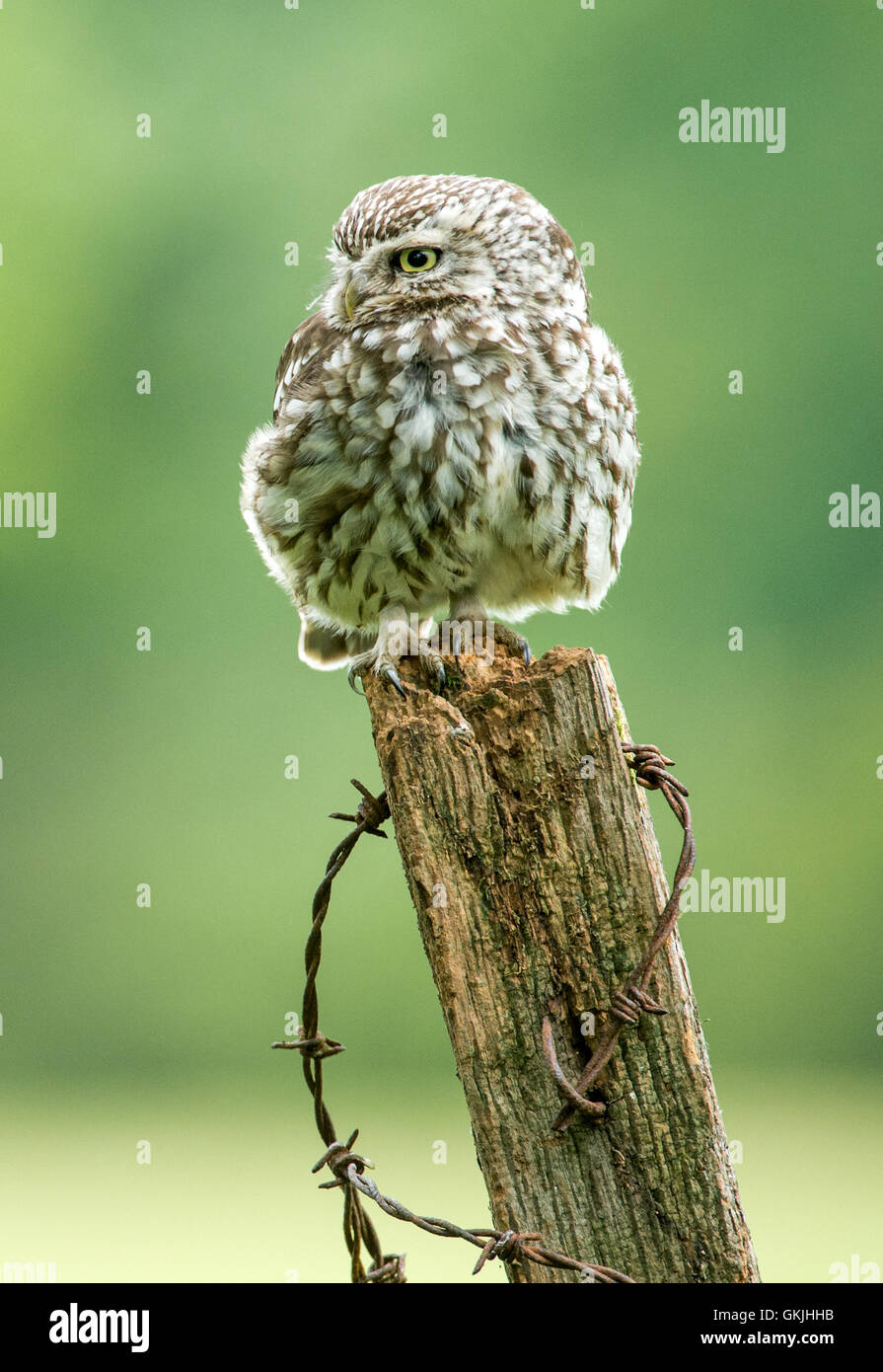 Little Owl on old fence post with rusty barbed wire Stock Photo - Alamy