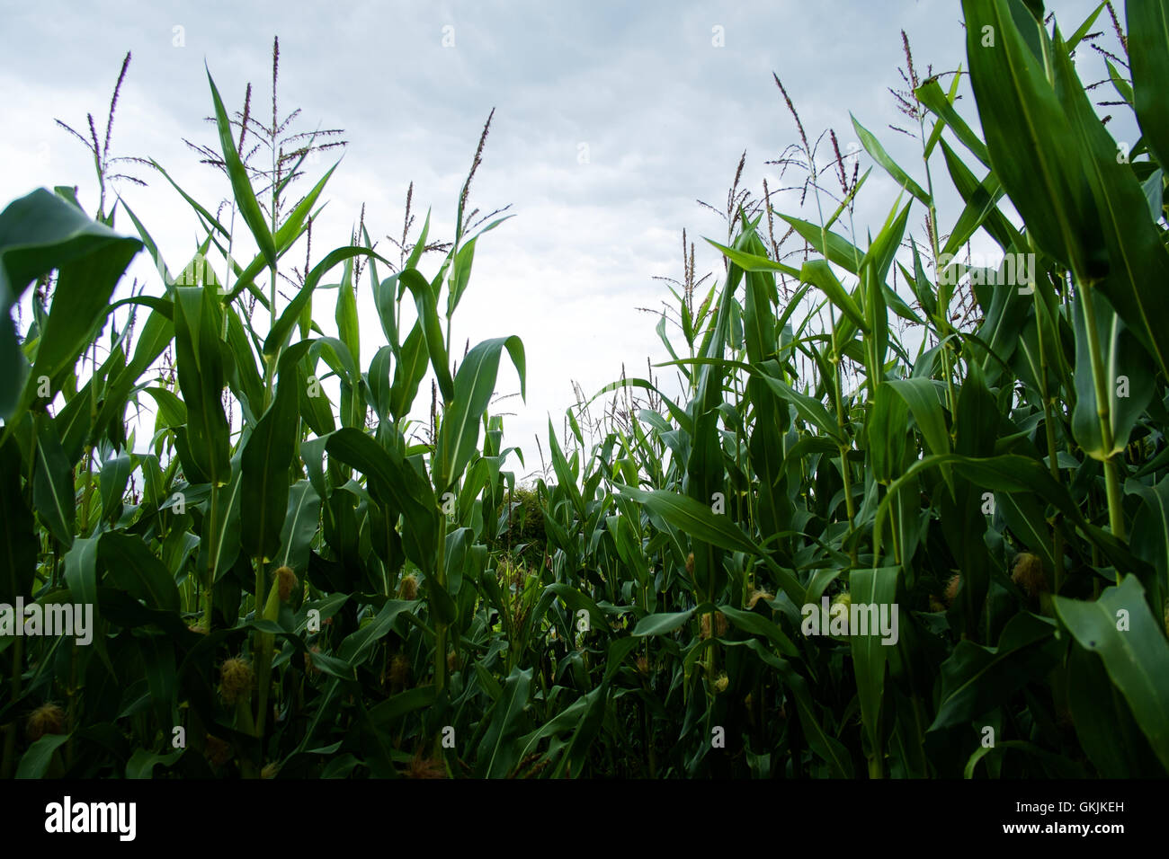 Path in crops in field Stock Photo - Alamy
