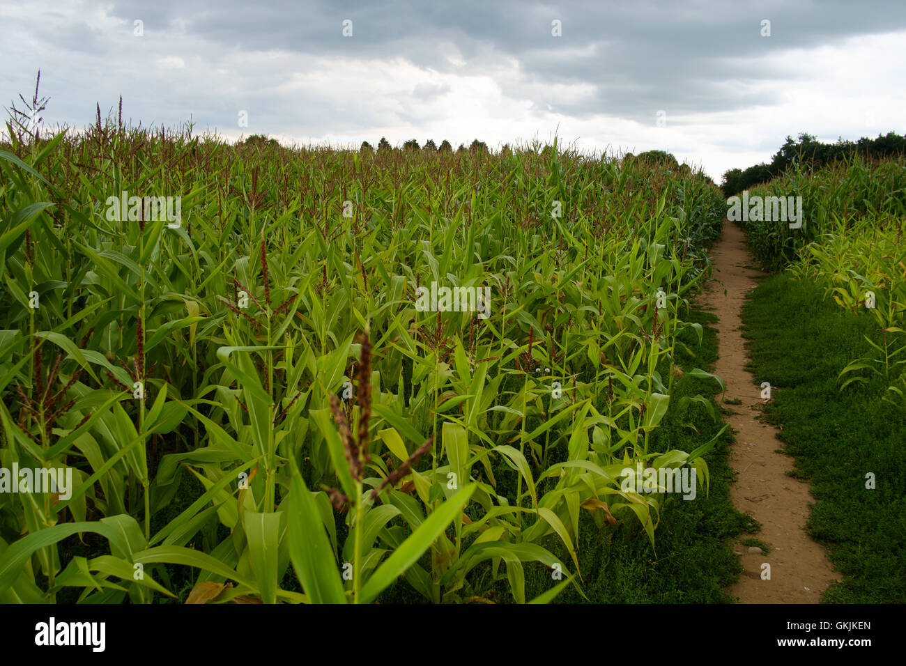 Path in crops in field Stock Photo - Alamy