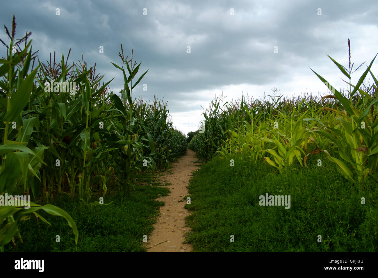 Path in crops in field Stock Photo - Alamy