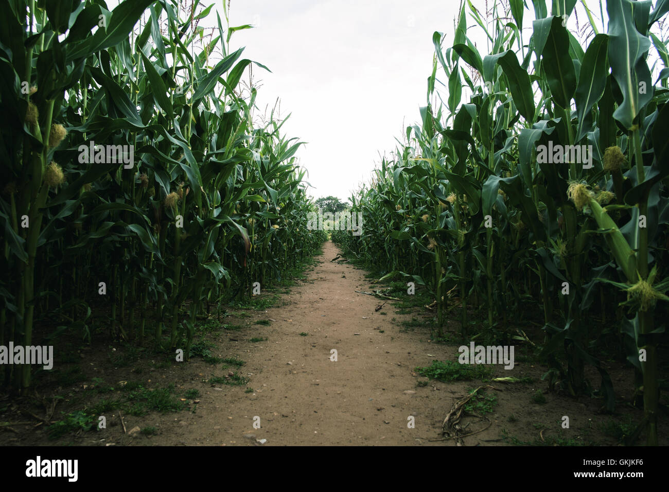 Path in crops in field Stock Photo - Alamy