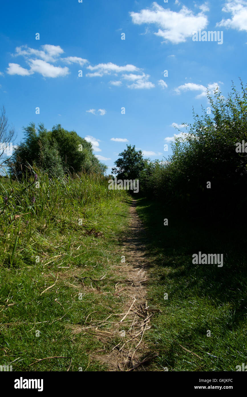 Path in crops in field Stock Photo - Alamy