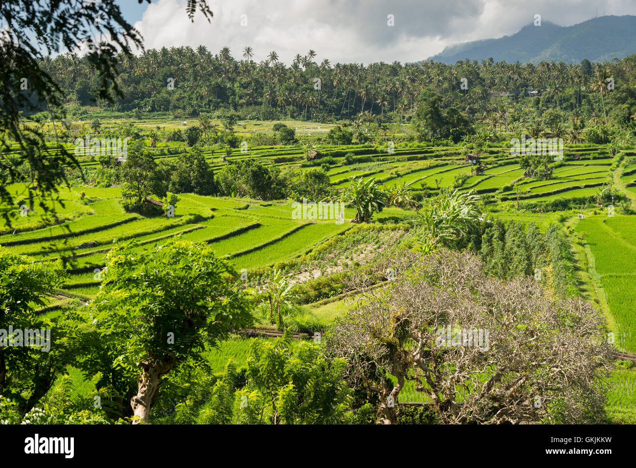 Rice fields in Bali, Indonesia Stock Photo - Alamy
