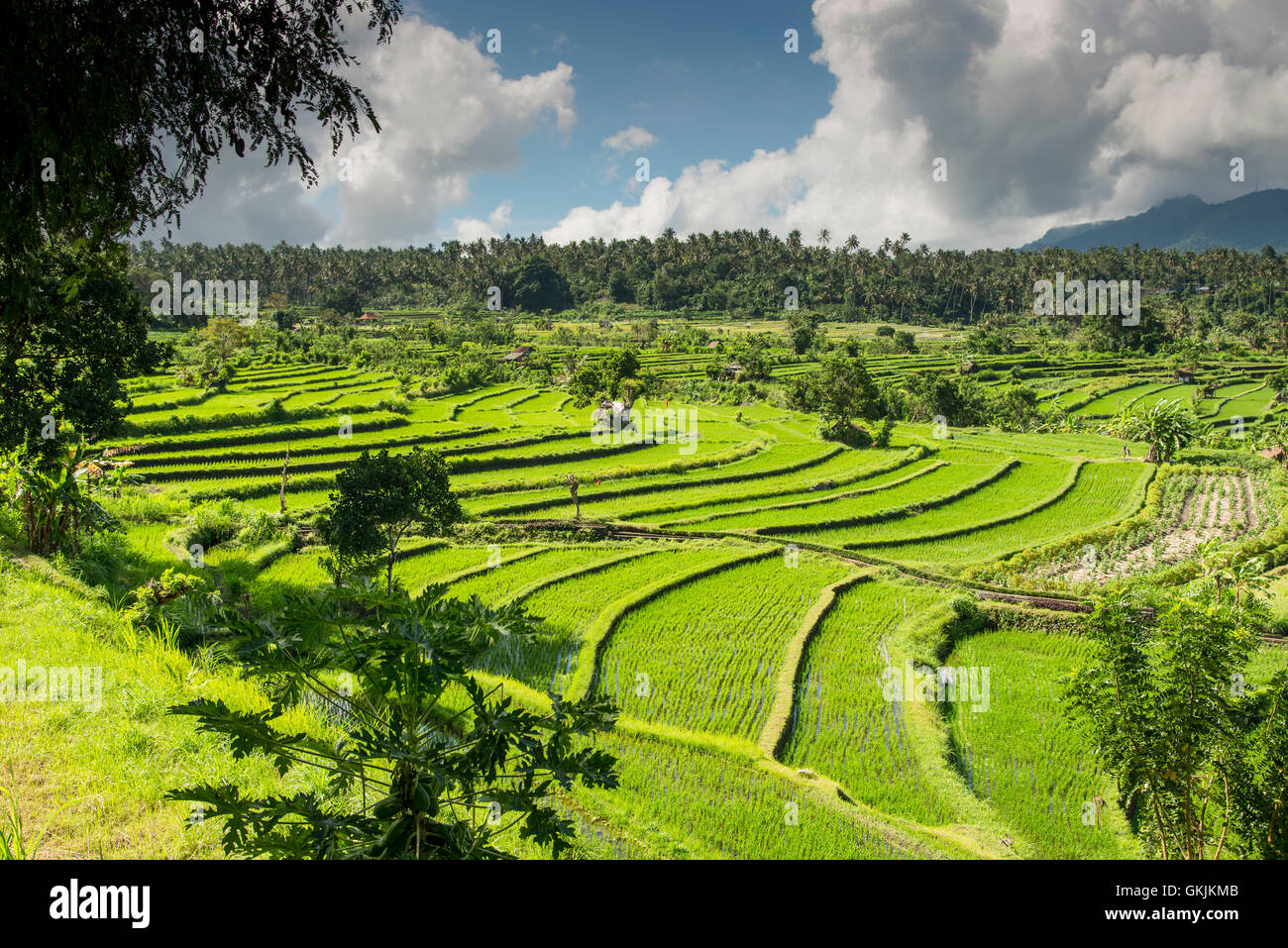 Rice fields in Bali Stock Photo - Alamy