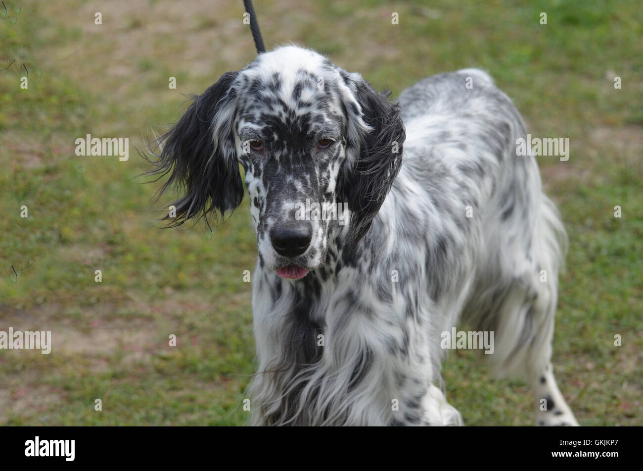 Laverack setter hi-res stock photography and images - Alamy