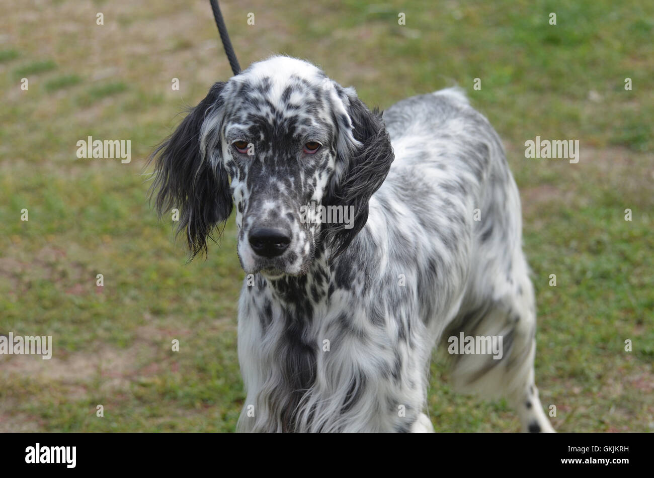 Loveable English setter dog with a super cute face Stock Photo - Alamy