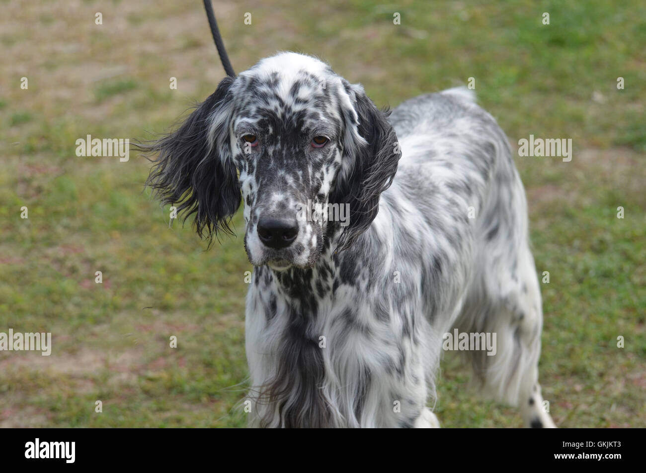 Setter laverack hi-res stock photography and images - Alamy