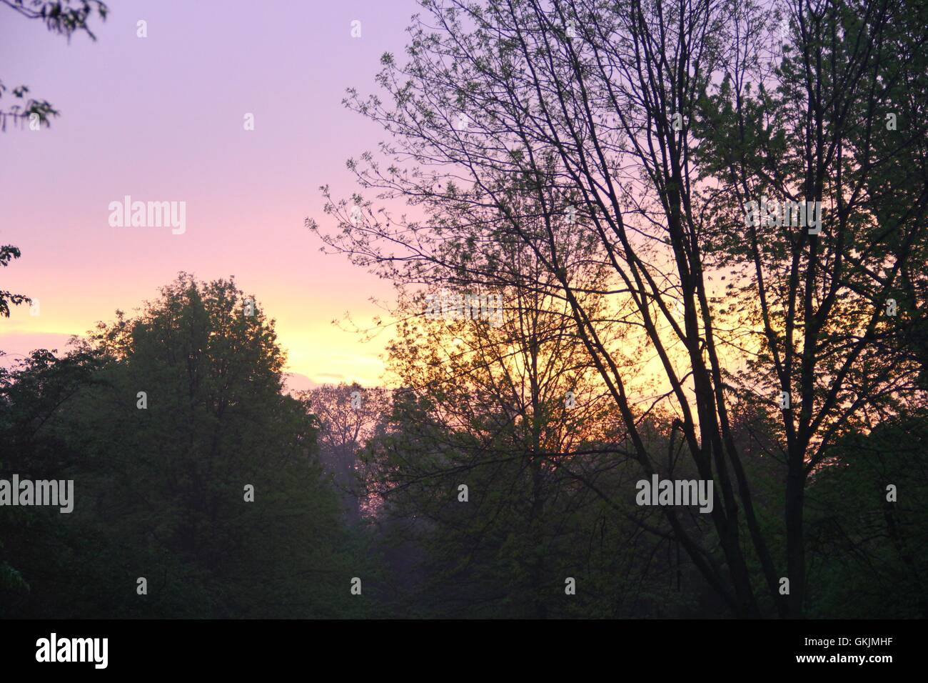 Dotted trees hi-res stock photography and images - Alamy