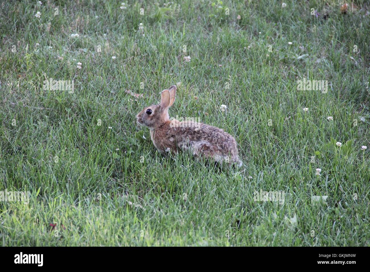 A common rabbit in a field of green Stock Photo - Alamy