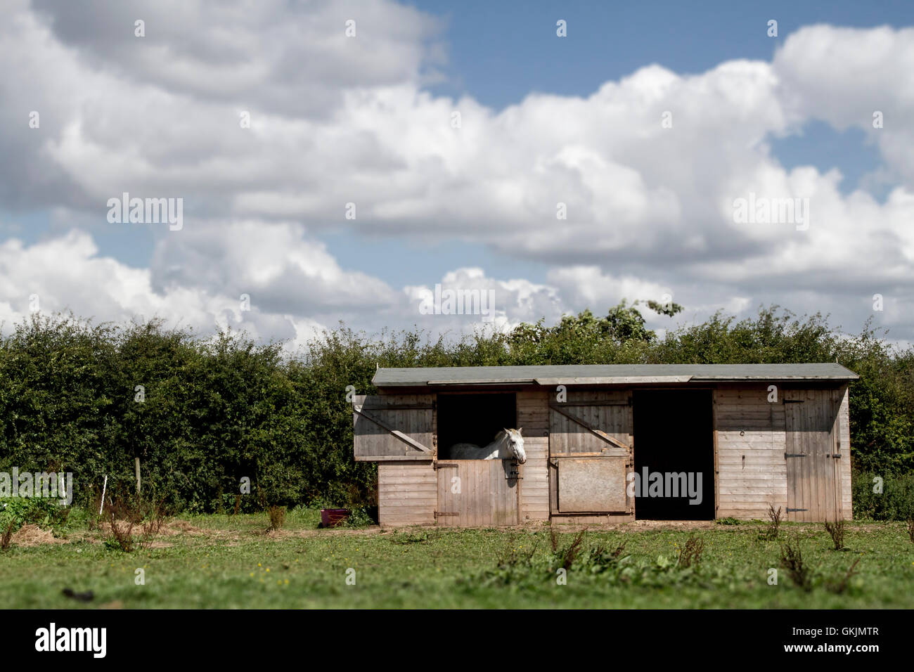 Horses. One Pony in a Stable Stock Photo - Alamy